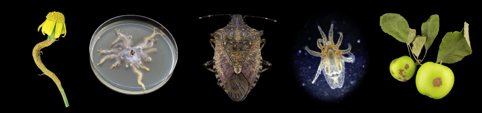 Reference Collections - National Plant Biosecurity Diagnostic Network ...